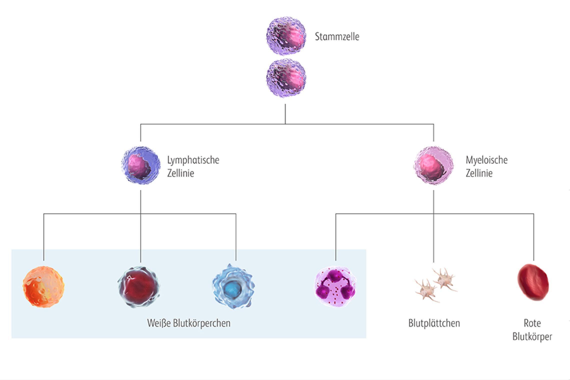 Akute Myeloische Leukämie | BMS-Pflege-Onkologie